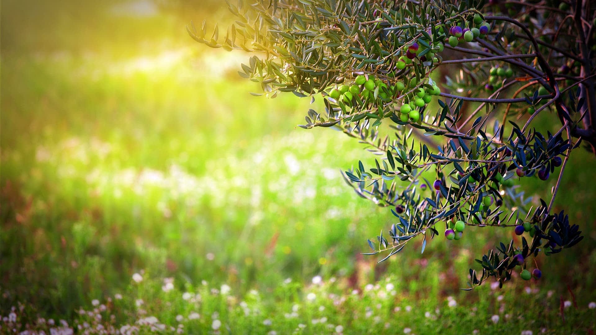 Survey 55 Percent Of Consumers Prefer Sustainable Food Options Olive Survey 55 Percent Of Consumers Prefer Sustainable Food Options Olive