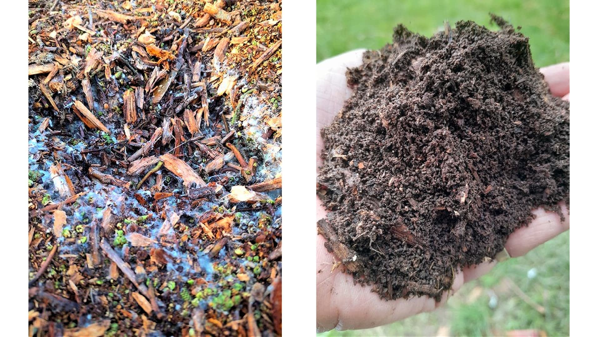 Using Effective Microbes to Boost Organic Olive Yields in New Zealand ... Using Effective Microbes to Boost Organic Olive Yields in New Zealand ...