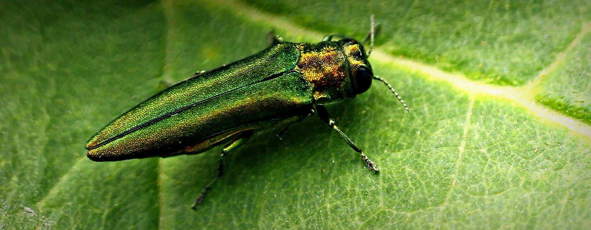 Beetle Could Pose New Threat to Olive Trees - Olive Oil Times