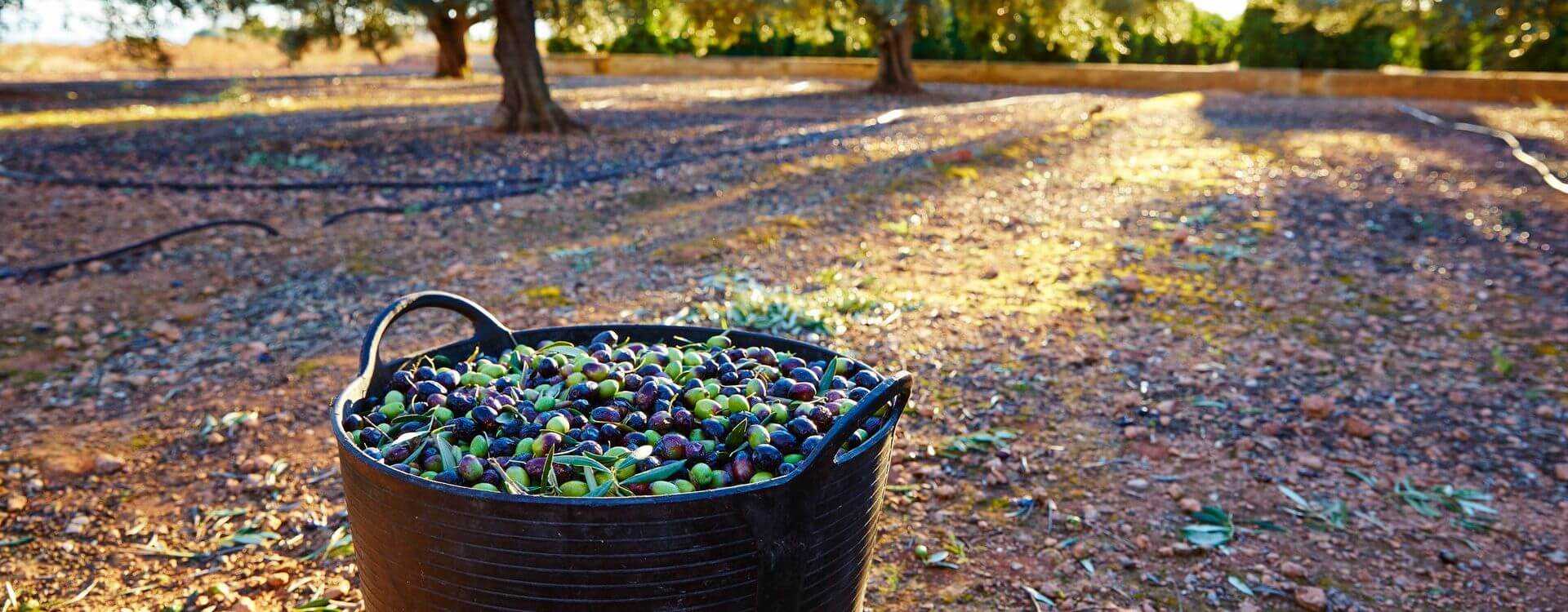 Olive Oil Production in Spain Sets Record - Olive Oil Times