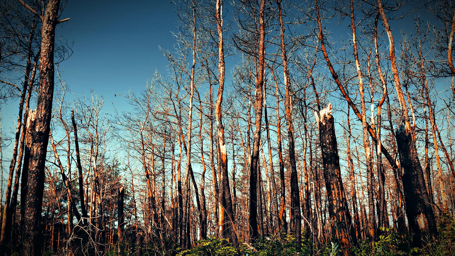 Heat, Drought Causing Forest Die-Offs Globally - Olive Oil Times