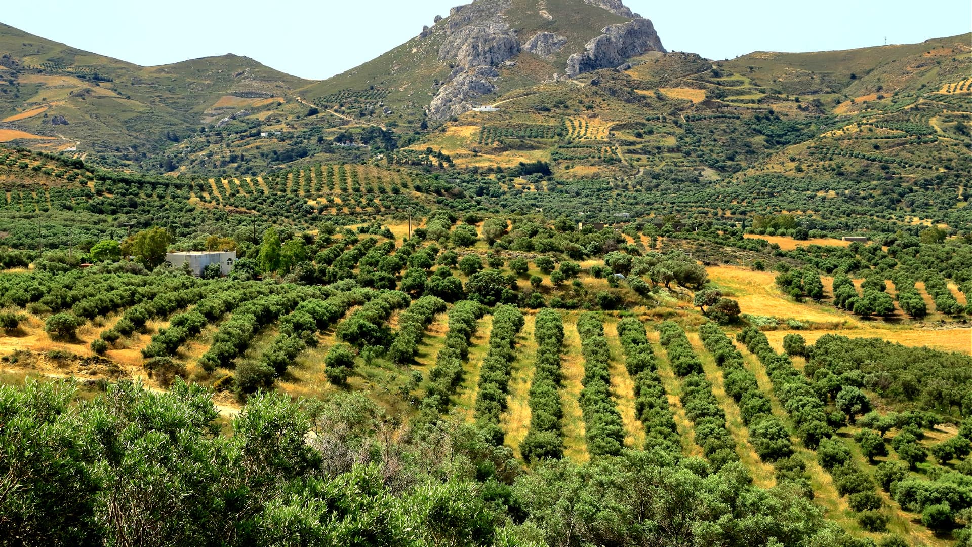 Promising Signs of a Robust Harvest in Greece - Olive Oil Times