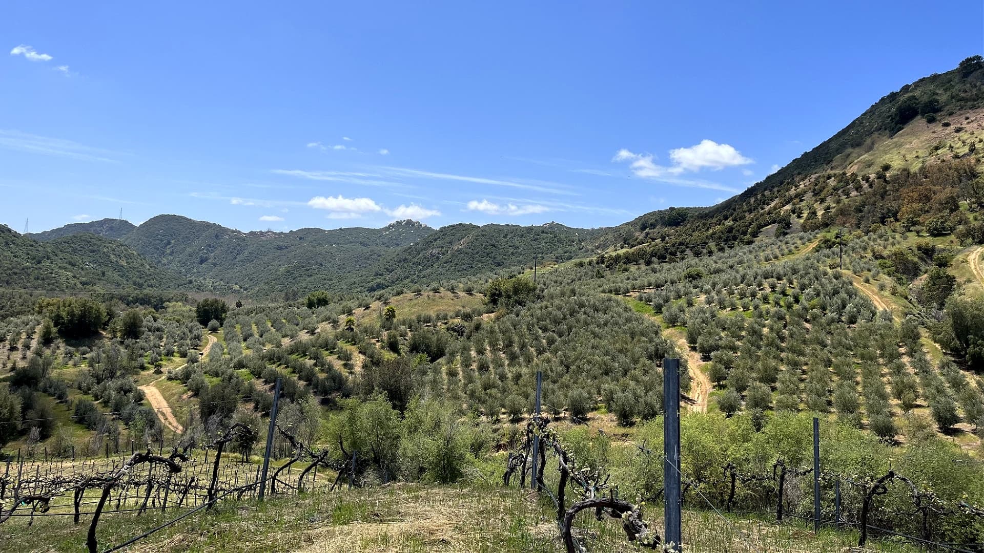 The Challenges and Triumphs of Taking Over an Olive Farm in California ...