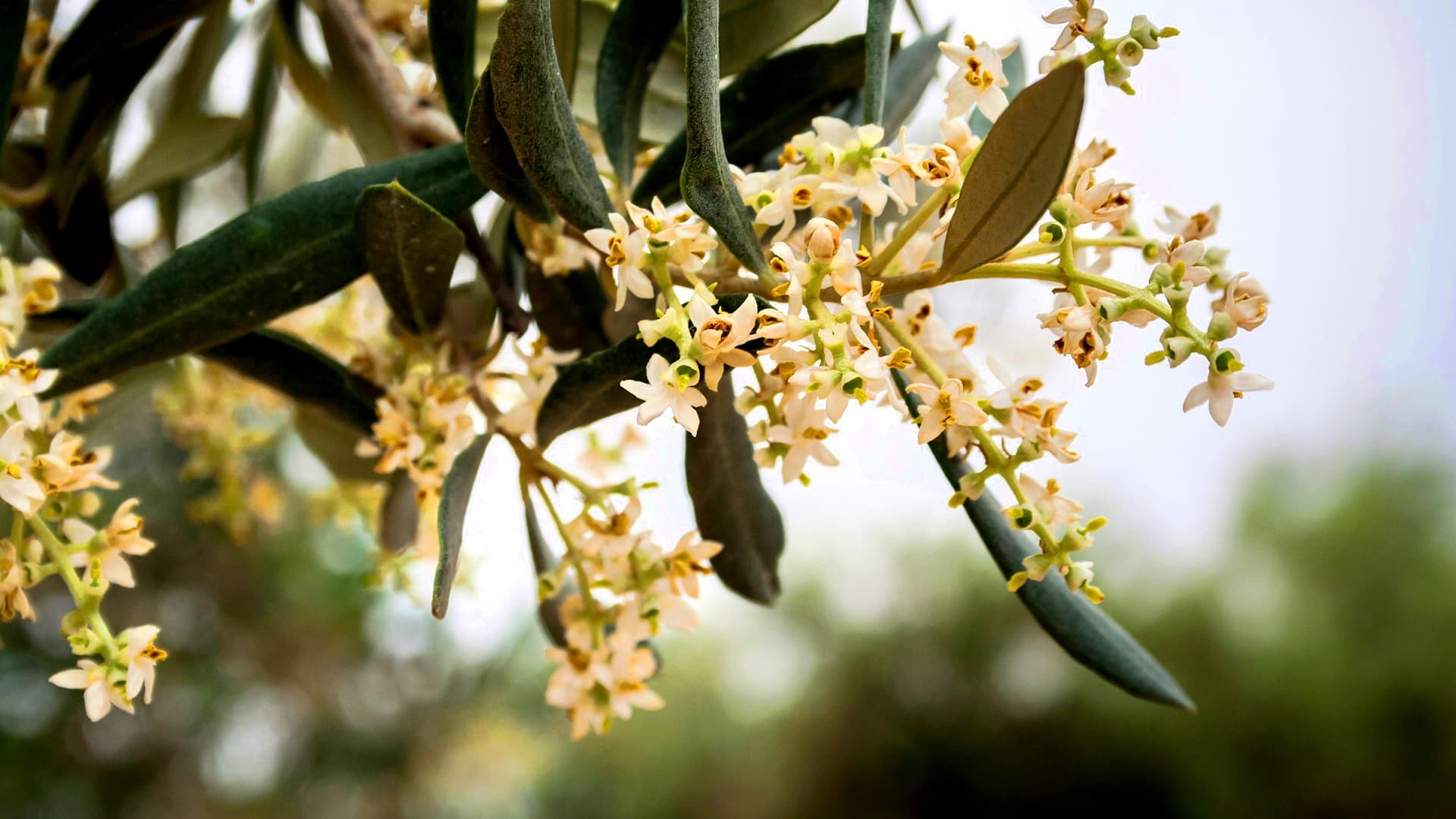 Late Winter Rains, Heavy Blooms Herald a Promising Season in California ...