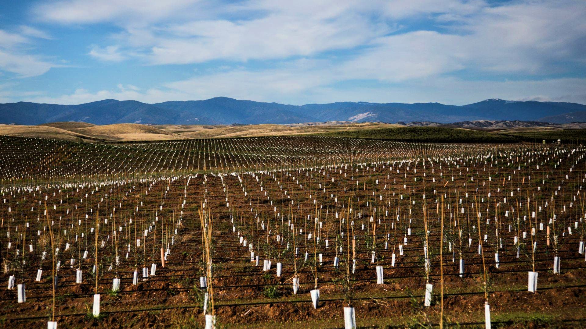 Data Will Define Next 25 Years at California Olive Ranch, CEO Says ...