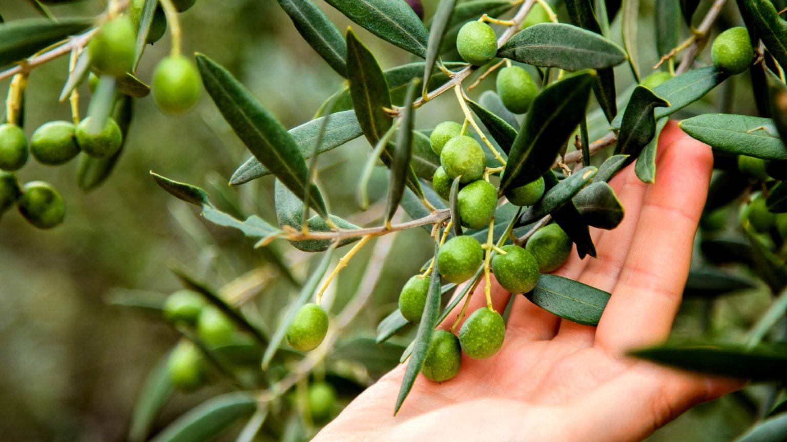 Researchers Identify Three Olive Varieties Resistant to Pervasive ...