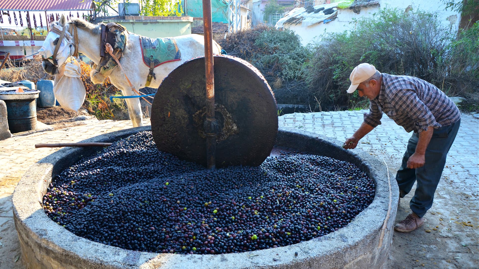 Traditional Turkish Olive Cultivation Practices Recognized by UNESCO ...