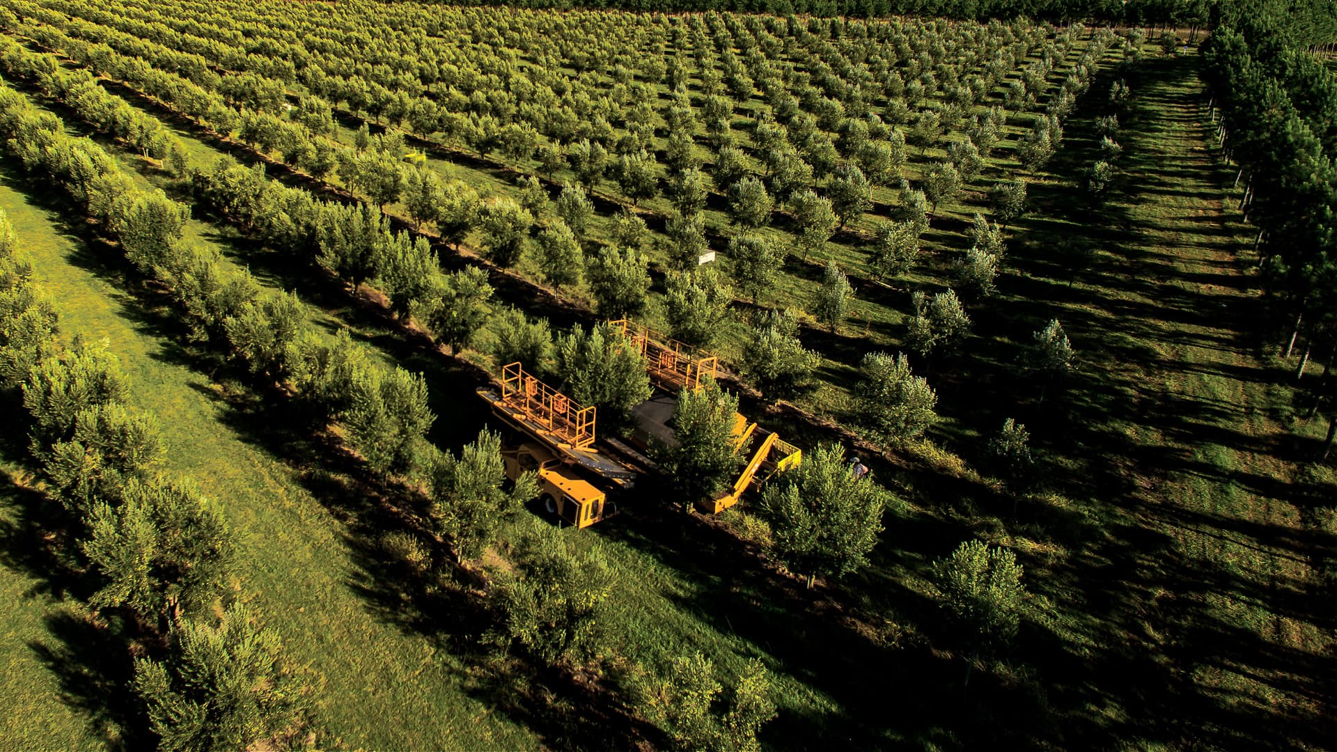 Producers in Uruguay See Awards Fueling Exports, Local Olive Oil ...