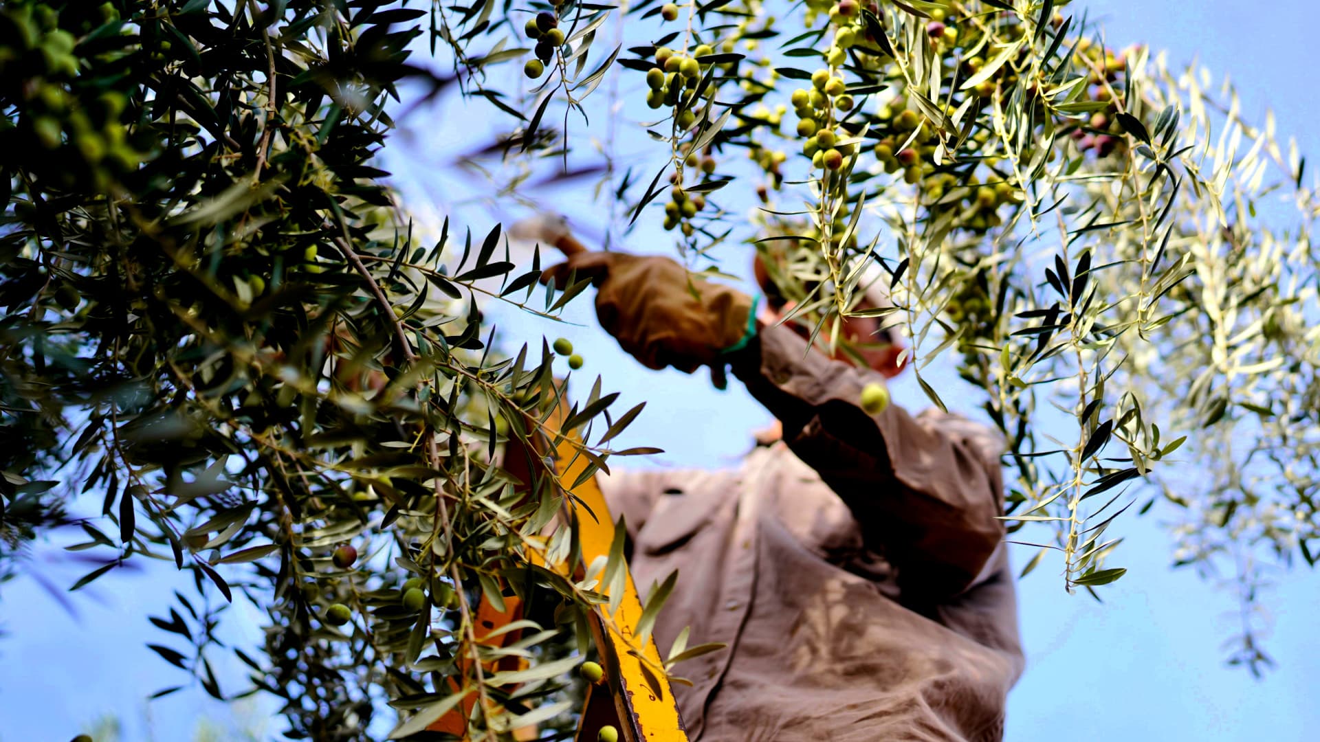 World Competition Wins Bring Relief to Southern Cone Producers - Olive ...