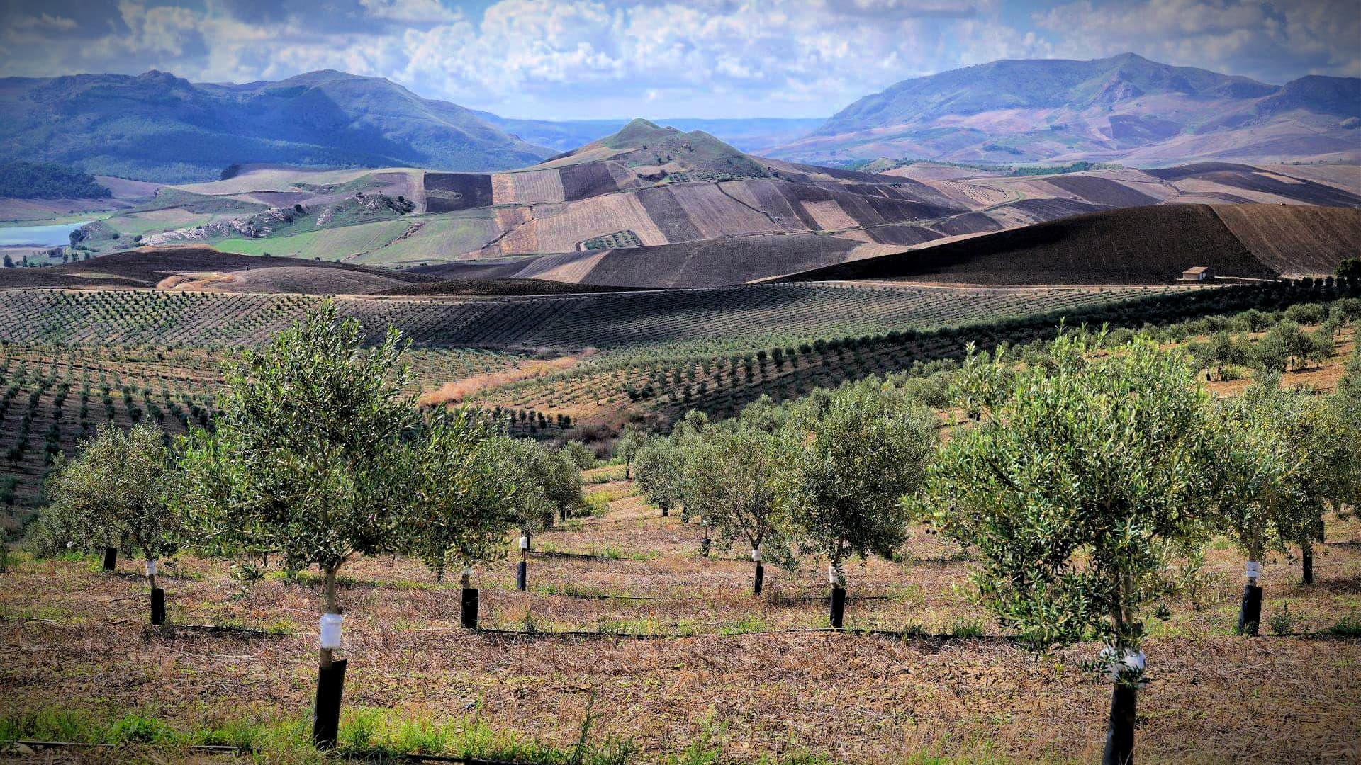 Drought and Warm Winter Lead to Sharp Decline in Sicily's Harvest ...