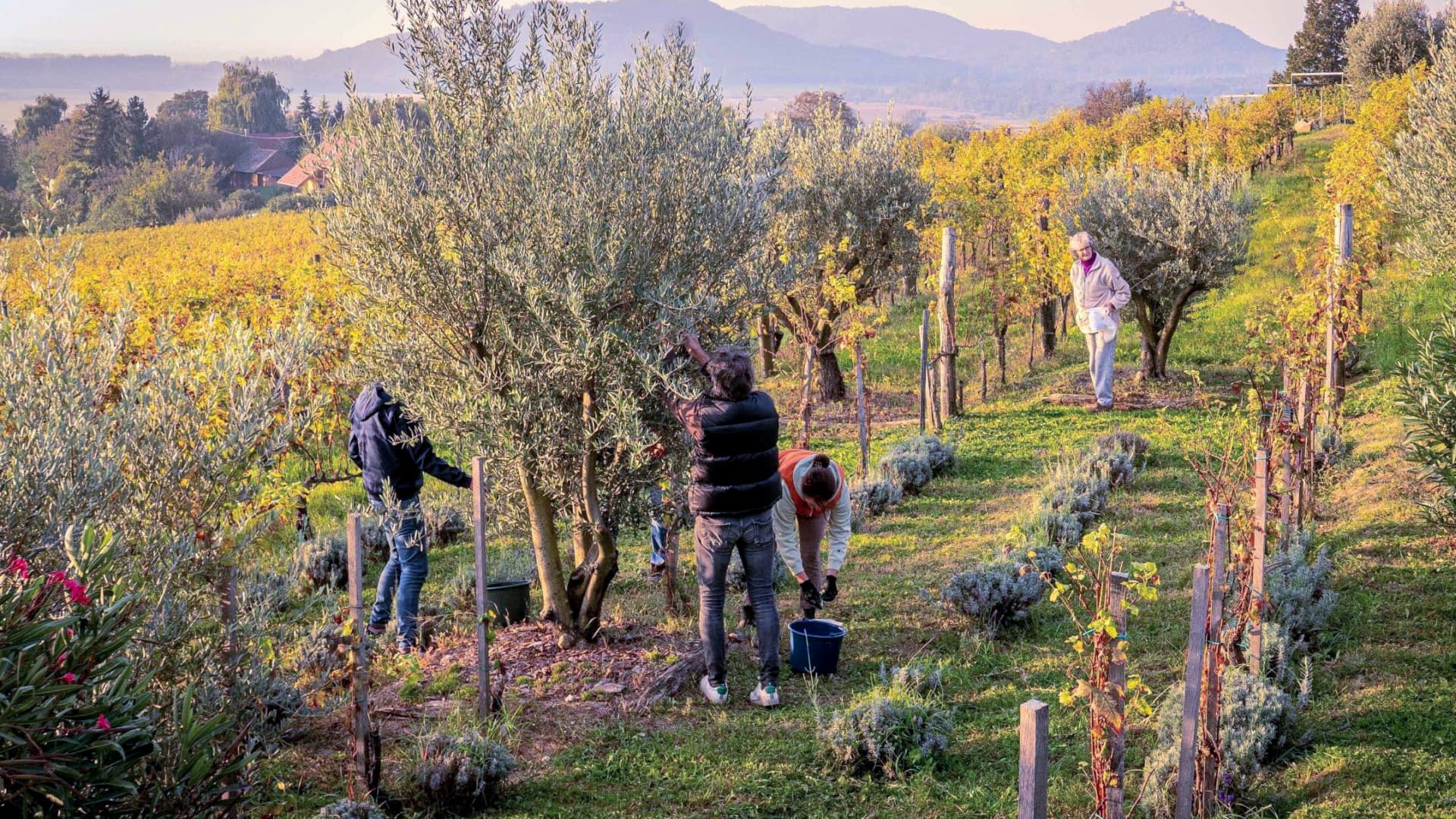 Farmers in Hungary Make Headway in Olive Cultivation - Olive Oil Times