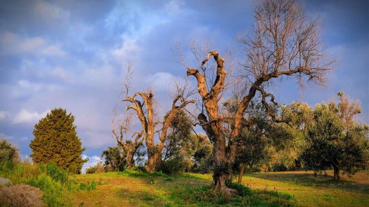 New Xylella Infections Found in Northern Puglia - Olive Oil Times