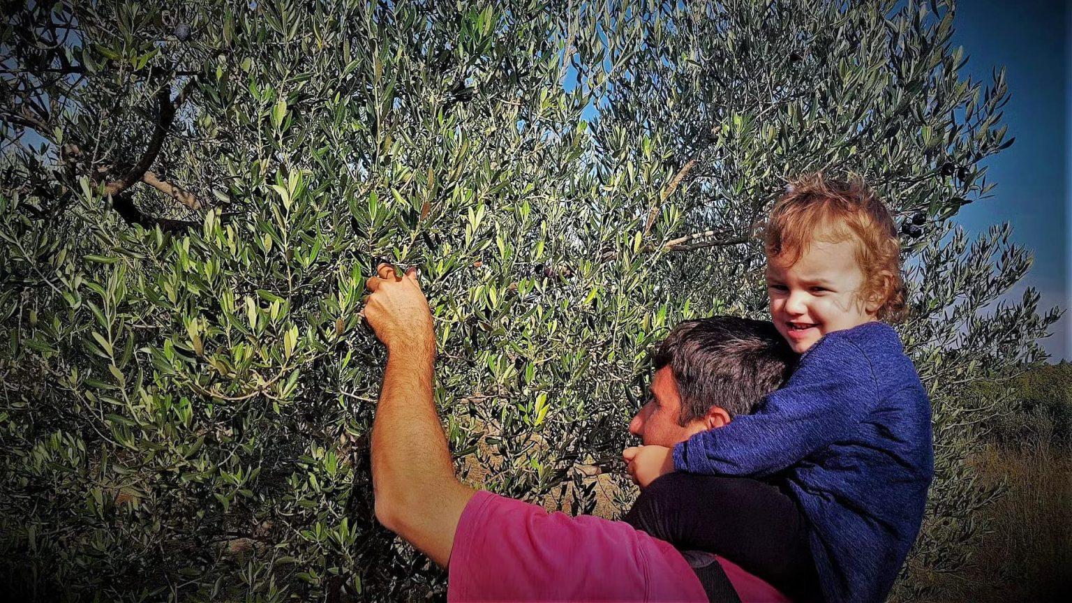 Croatian Producers Shine in Record-Breaking Year at 2025 NYIOOC - Olive ...