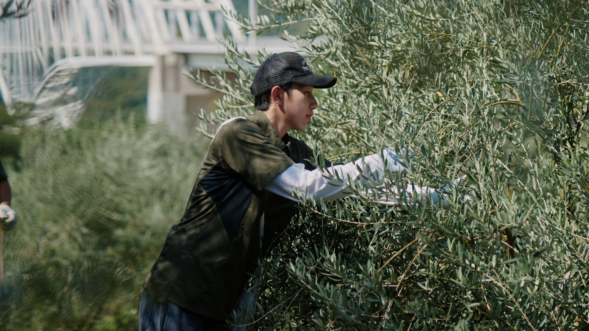 Japanese Olive Growers Strike Gold at NYIOOC Competition - Olive Oil Times