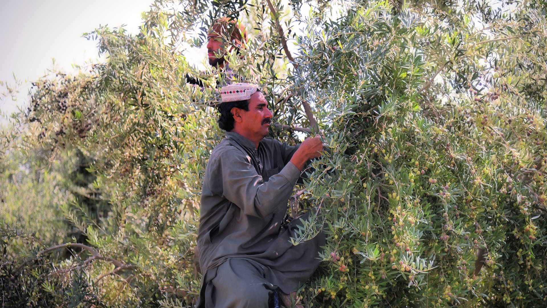 Pakistani Olive Oil Brand Makes History at World Competition - Olive ...