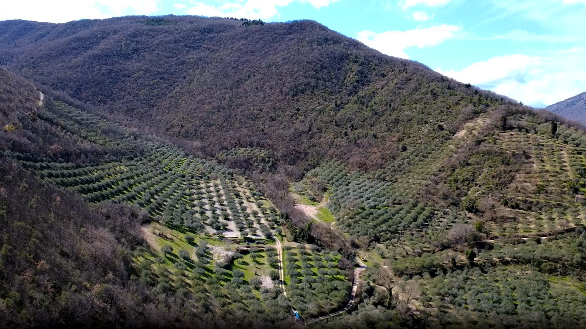 Rare Italian Olive Variety Leads to World Class Oil - Olive Oil Times