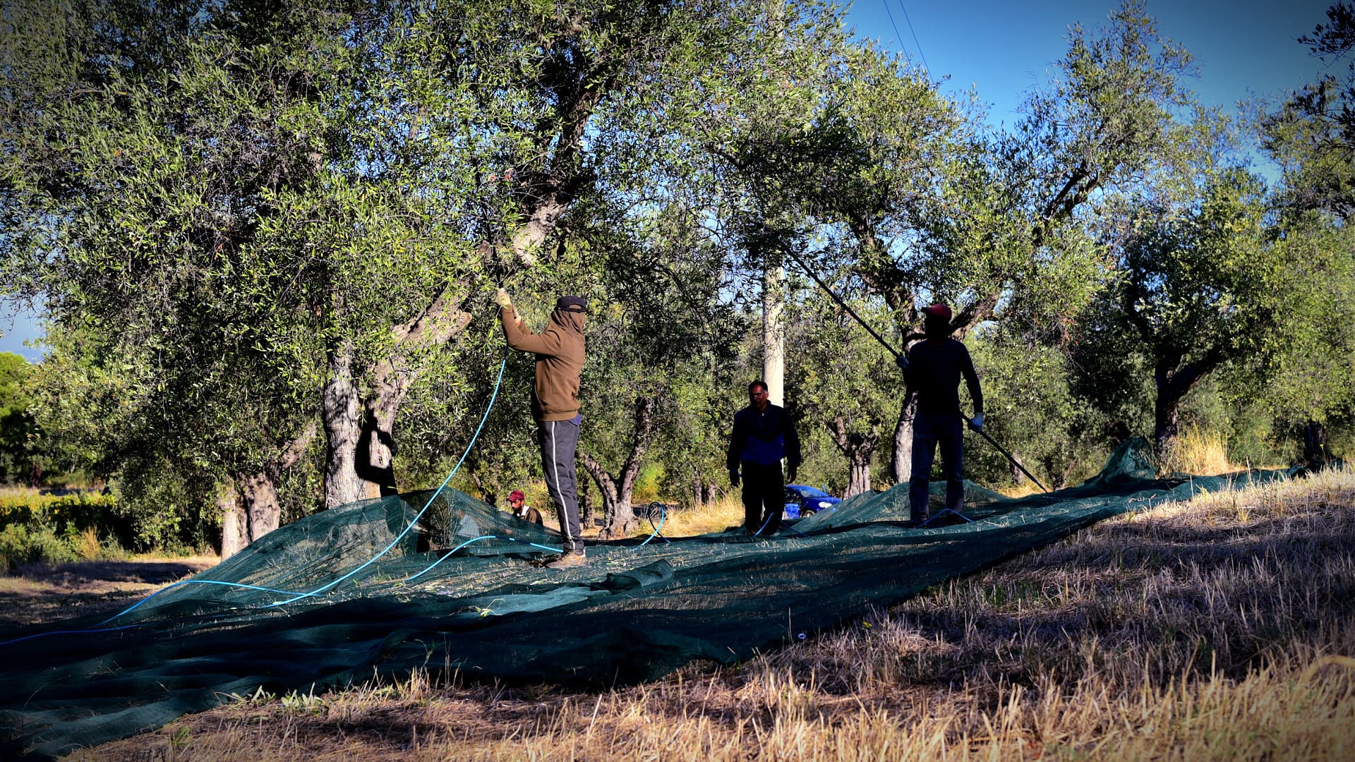 The Essential Guide to Harvesting Olives - Olive Oil Times