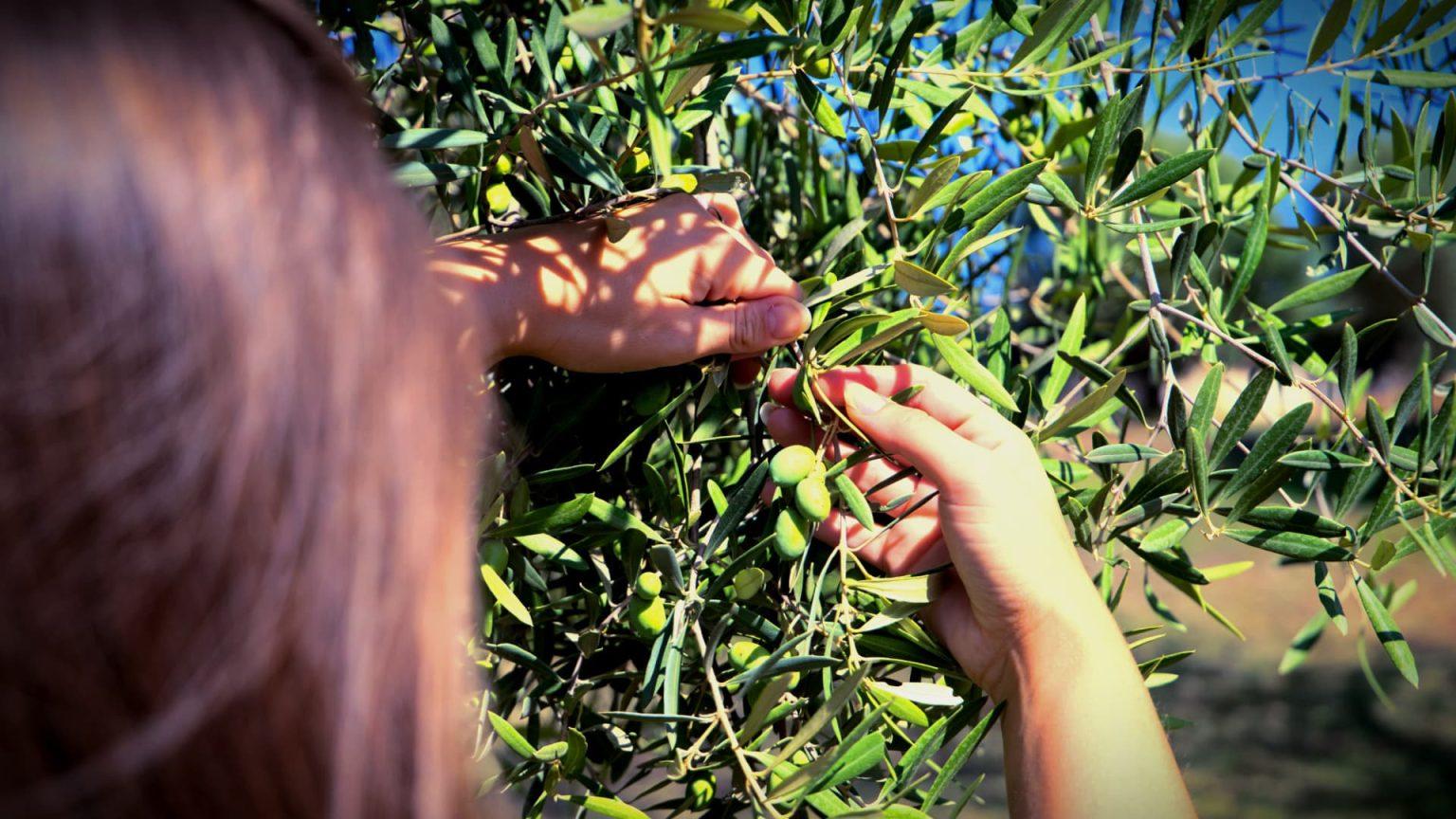 New Guidelines for Tourist Olive Picking in Italy - Olive Oil Times
